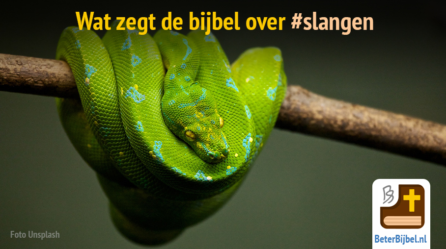 Antwoorden - Wat zegt de Bijbel